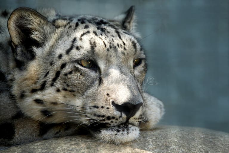 Snow Leopard Resting on a Rock Stock Image - Image of endangered, jaws ...