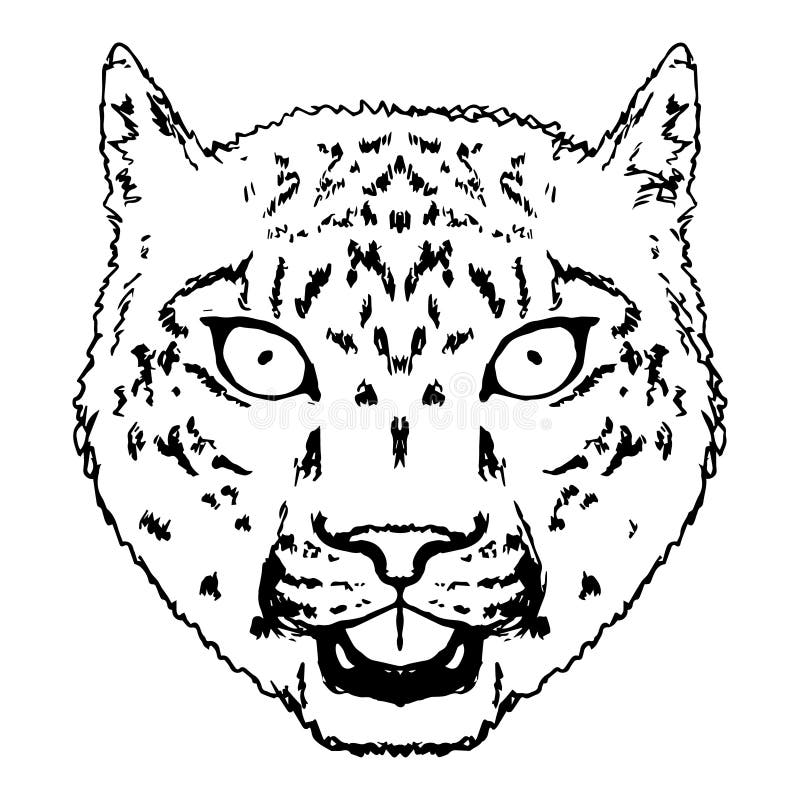 How To Draw A Snow Leopard Face