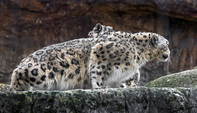 Snow leopard on the rock 1 stock photo. Image of carnivore - 117310194