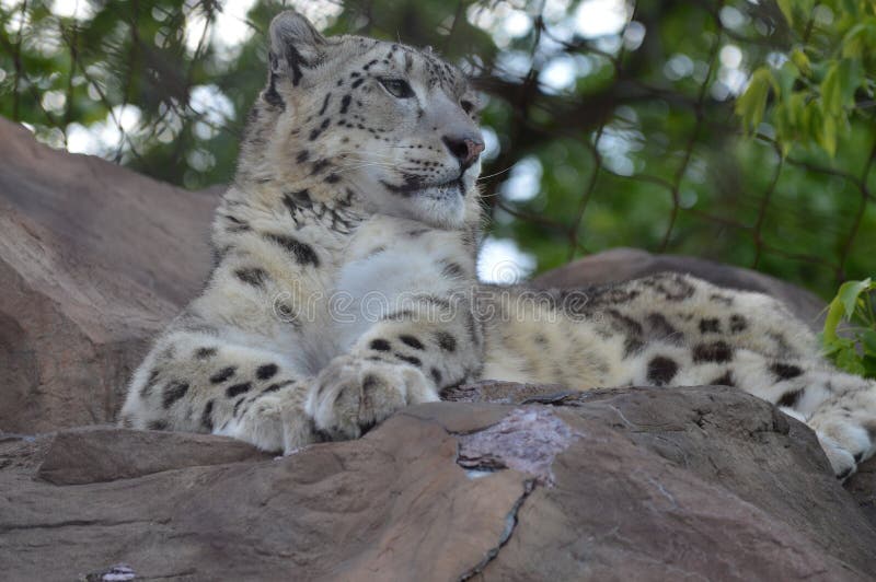 Snow Leopard stock photo. Image of close, curious, alert - 93180910