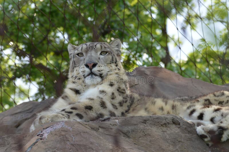 Snow Leopard stock image. Image of leopard, calm, alert - 93183765