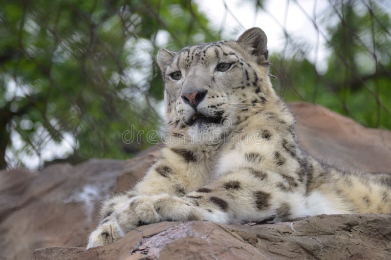 Snow Leopard stock photo. Image of interaction, color - 93190328
