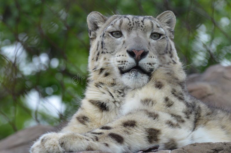 Snow Leopard stock photo. Image of growing, center, leopard - 93191308