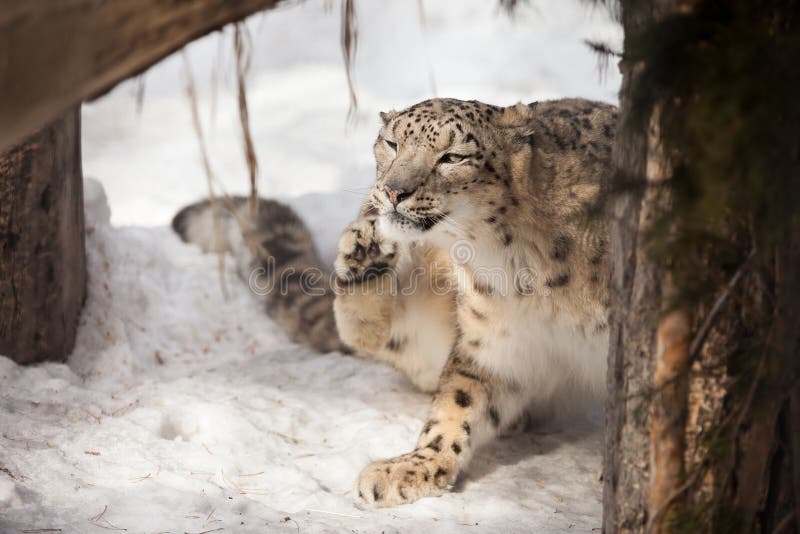 Snow leopard stock image. Image of wild, close, snowy - 39909219