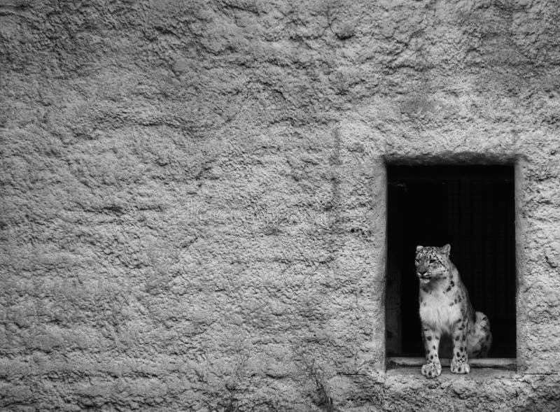 Snow Leopard Sitting at a Door on Building Stock Image - Image of brick ...