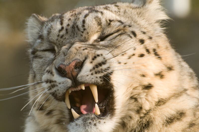 Snow leopard snarling stock photo. Image of england, snarl - 24230208