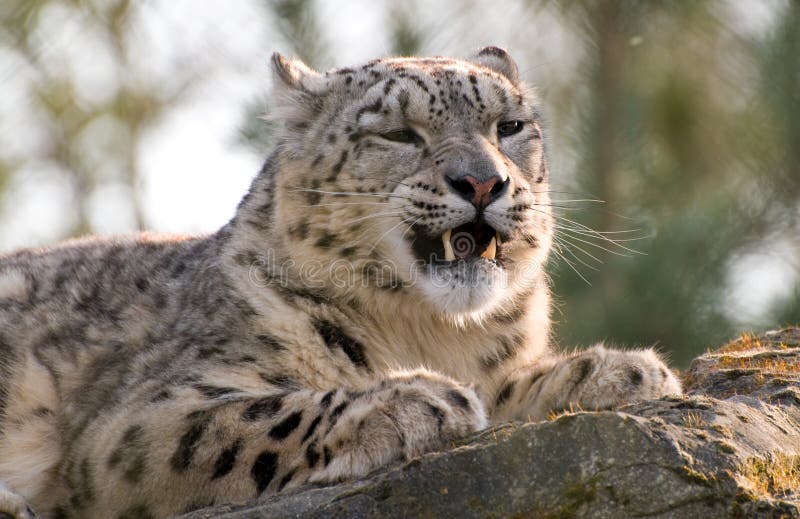 Snow leopard snarling stock image. Image of snow, whiskers - 24230219