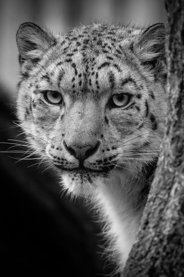 Snow leopard stock photo. Image of himalaya, pakistan - 226157260