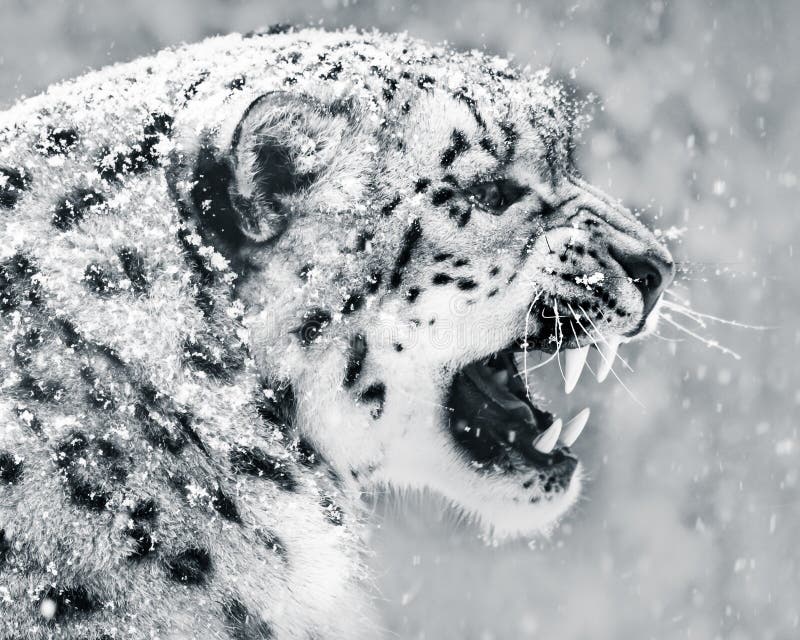 Snow Leopard Snarling Stock Photos - Free & Royalty-Free Stock Photos ...