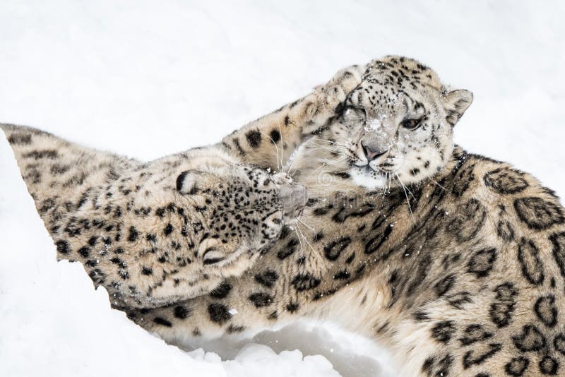 Snow Leopard Squabble stock photo. Image of pair, nature - 51993048