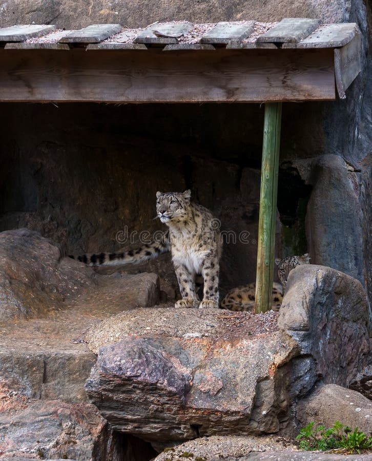 Snow Leopard Cub with Blue Eyes Standing and Posing on a Rock Stock ...