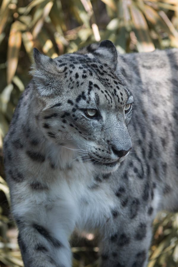 Snow leopard staring at me stock image. Image of snout - 227689255