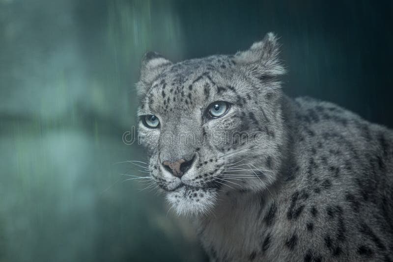 Snow Leopard Staring at Us with Her Beautiful Eyes Stock Image - Image ...
