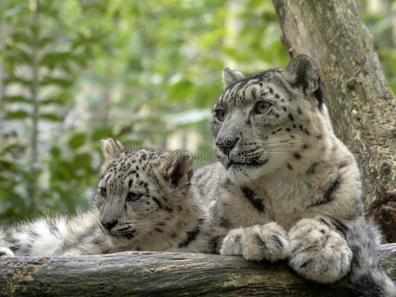 Snow Leopard, Uncia Ounce, Female with Cabs Stock Image - Image of ...