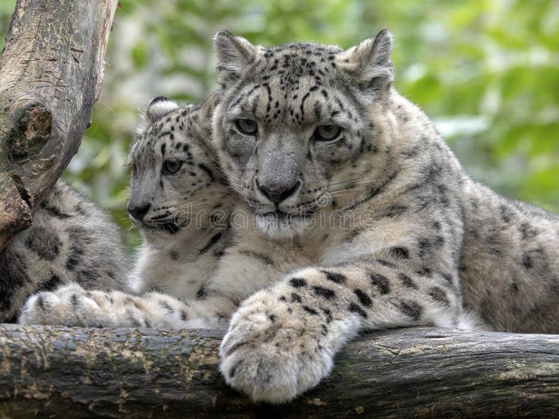 Snow Leopard, Uncia Ounce, Female with Cabs Stock Image - Image of ...