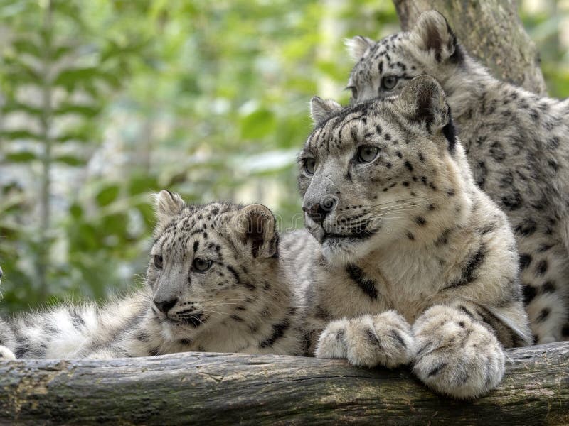 Snow Leopard, Uncia Ounce, Female with Chicks Stock Photo - Image of ...