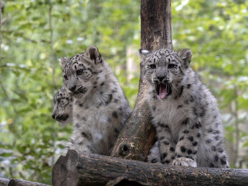 Snow Leopard, Uncia Uncia, Three Chicks Stock Photo - Image of nature ...