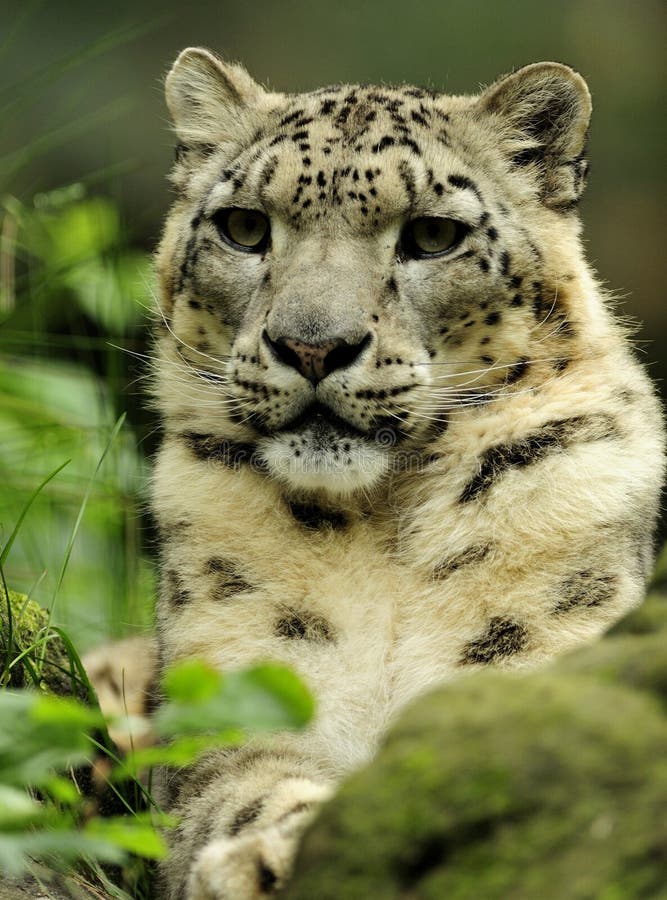 Snow Leopard (Uncia uncia) stock image. Image of mammal - 14801983