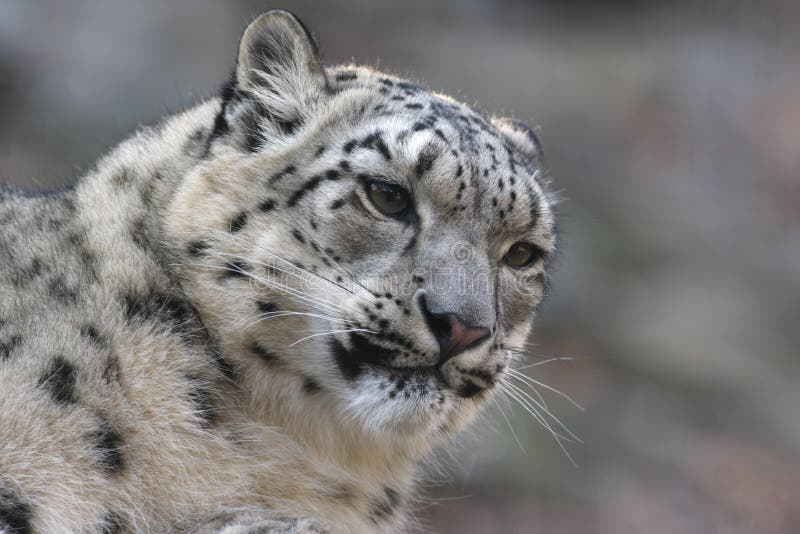 Snow leopard, Uncia uncia, stock photo. Image of felidae - 34266366
