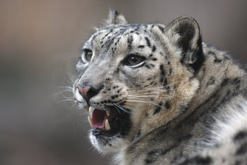 Snow leopard, Uncia uncia, stock image. Image of adult - 34266387