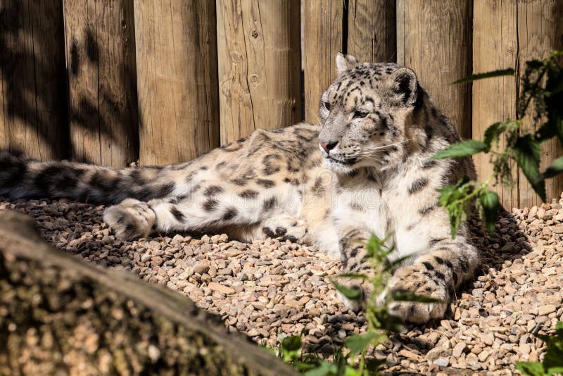 Snow leopard, uncia uncia stock photo. Image of leopard - 51547754