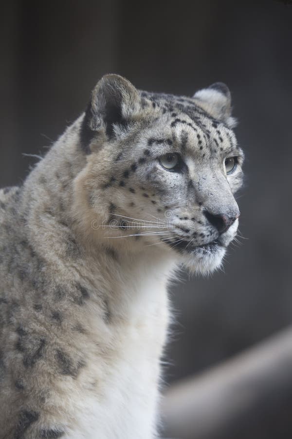Snow Leopard, Uncia Uncia, Observing Prey Stock Photo - Image of lying ...