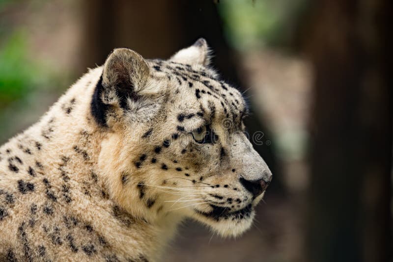 Snow leopard, Uncia uncia stock photo. Image of mammal - 60753068