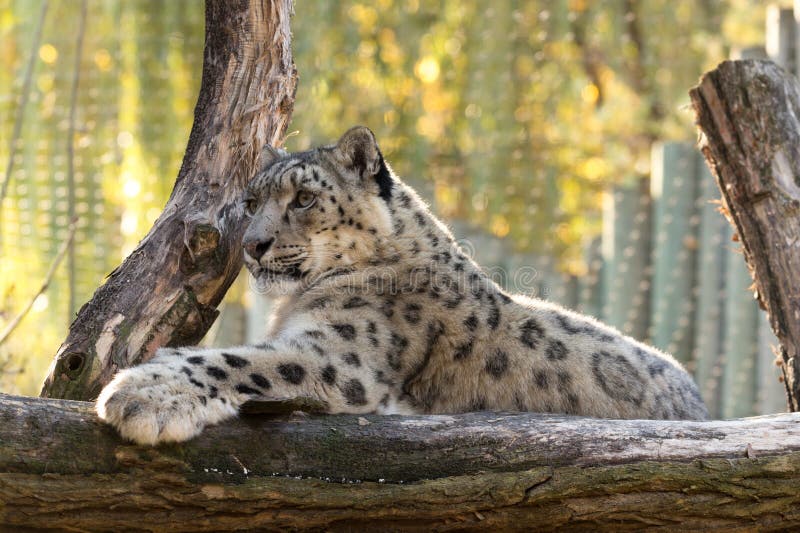 Snow leopard, Uncia uncia stock image. Image of power - 61791961