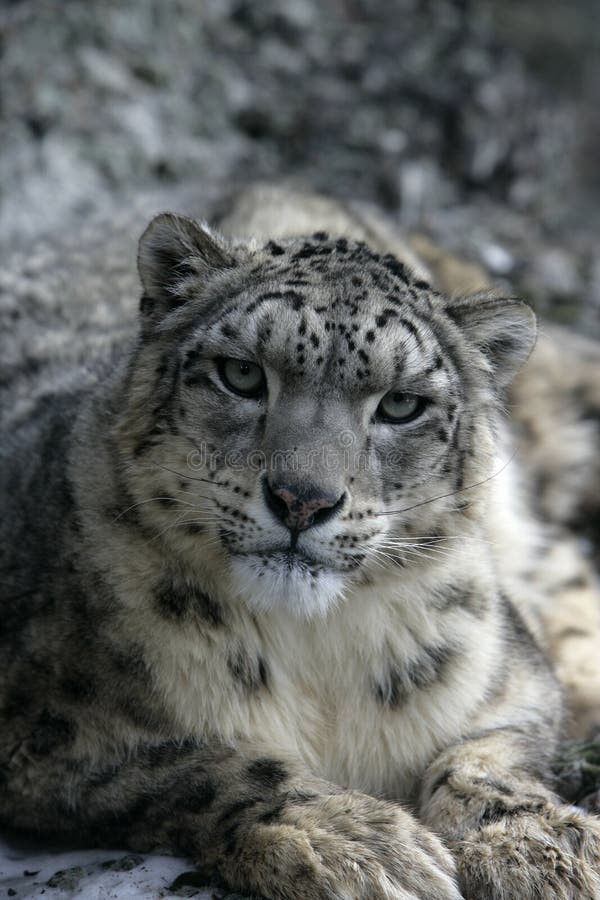 Snow leopard, Uncia uncia stock image. Image of wilderness - 34924969