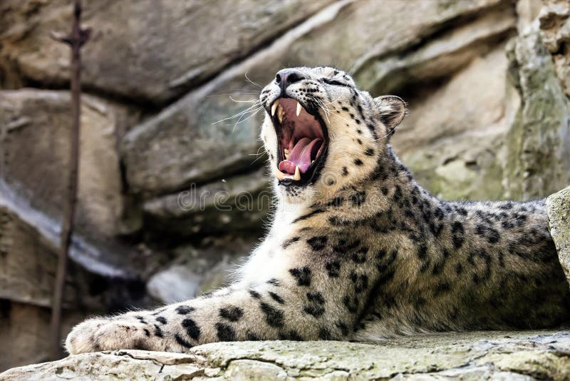 Snow leopard, Uncia uncia stock image. Image of leopards - 50903147