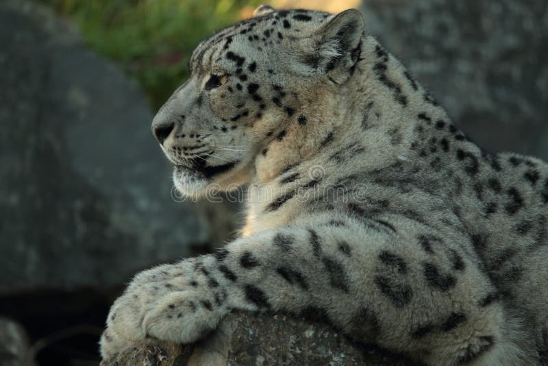 Snow leopard. stock photo. Image of sharp, close, profile - 35774628