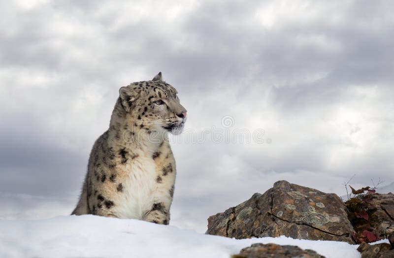 A Snow Leopard Walking on a Snow Covered Rocky Cliff in Winter Stock ...