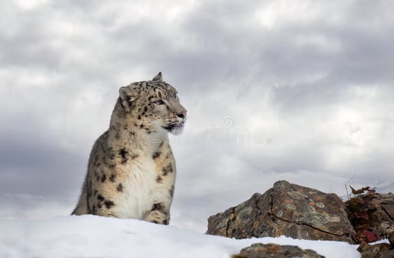 A Snow Leopard Walking on a Snow Covered Rocky Cliff in Winter Stock ...