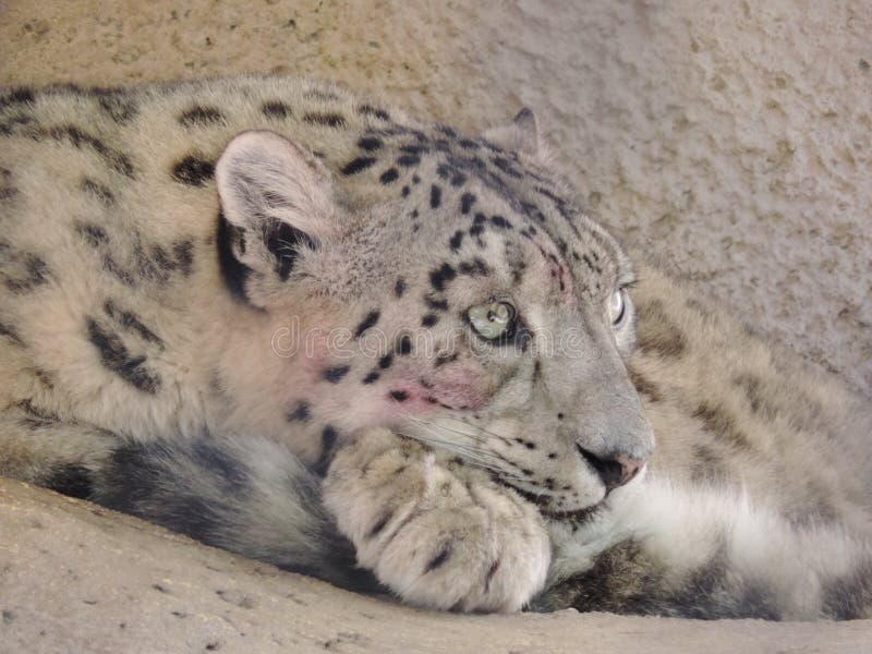 Snow leopard stock photo. Image of spots, leopard, white - 71575062