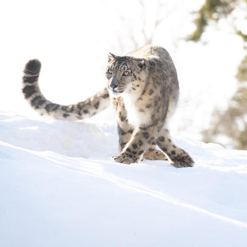 Snow Leopard Pounce Stock Photos - Free & Royalty-Free Stock Photos from Dreamstime