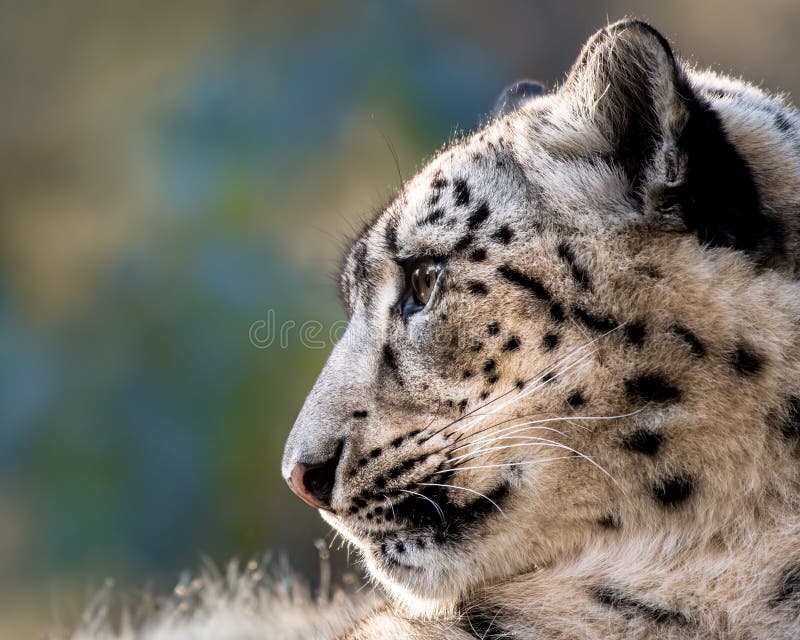 481 Snow Leopard Profile Stock Photos - Free & Royalty-Free Stock ...