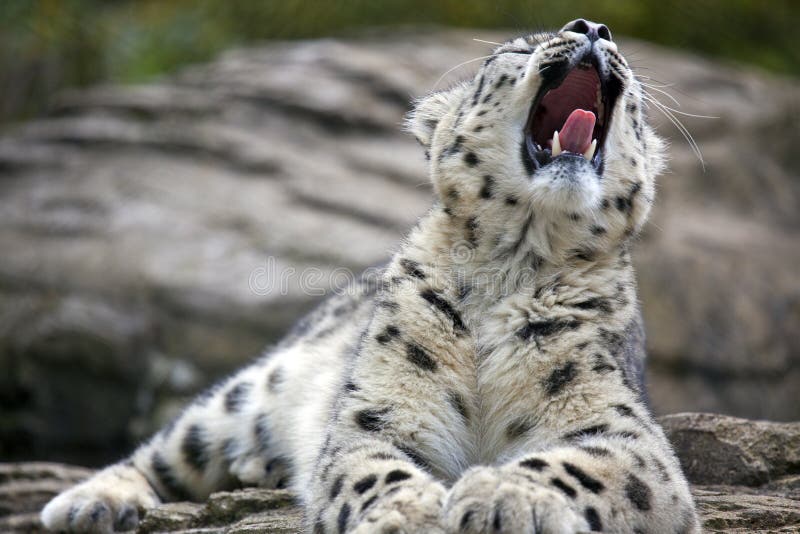 Snow Leopard Yawning Stock Photos - Free & Royalty-Free Stock Photos ...