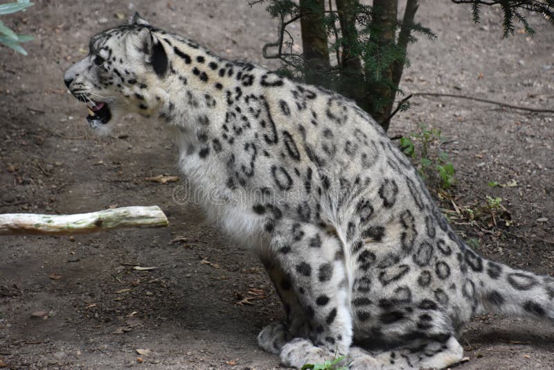 Snow Leopard Pounce Stock Photos - Free & Royalty-Free Stock Photos from Dreamstime