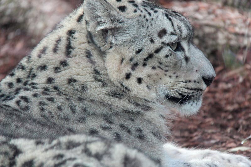 Snow Leopard - Zoo - France Stock Image - Image of mammal, panther ...