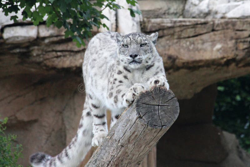 Snow Leopard in a Zoo (france) Stock Image - Image of asian, wild ...