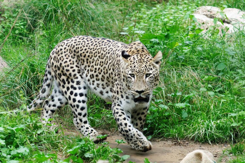 Snow Leopard in Zoo in Summer Stock Image - Image of walk, mammal: 56418583