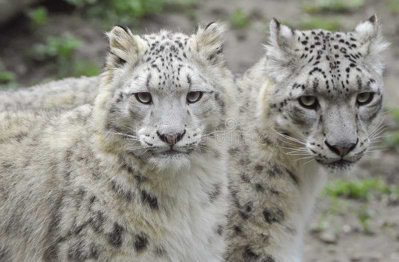 Snow Leopards stock photo. Image of sister, eyes, wild - 14205392