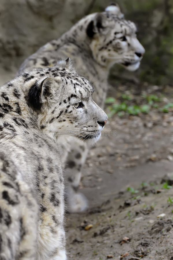 Snow Leopards stock photo. Image of sister, eyes, wild - 14205392