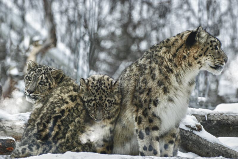 Snow leopards sleeping. stock photo. Image of whisker - 18677340