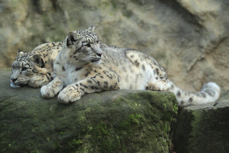 Snow leopards stock image. Image of mammal, leopard, panthera - 36437129