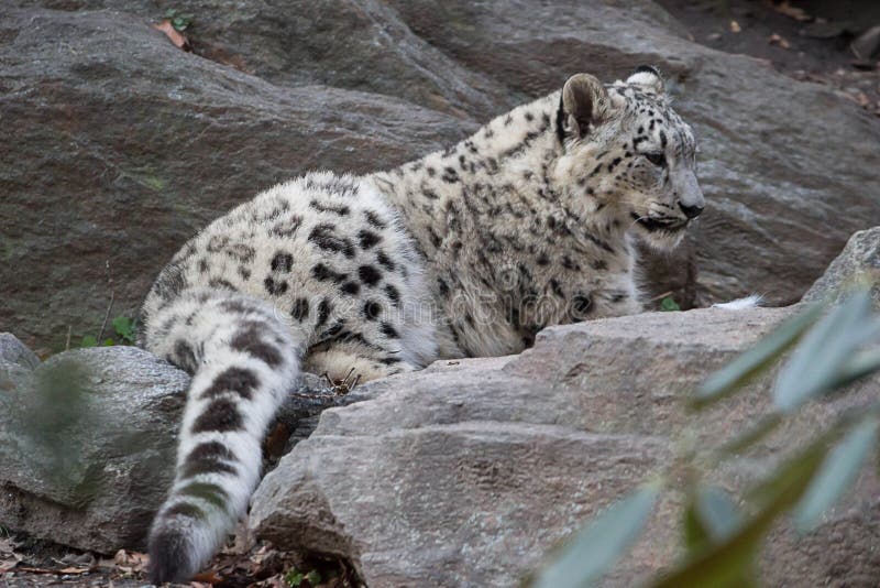 Snow Leopard Pair Stock Photos - Free & Royalty-Free Stock Photos from ...