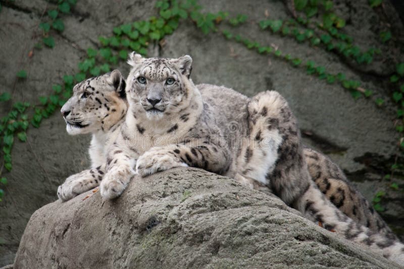 Snow Leopards (Uncia Uncia) Stock Photo - Image of endangered, uncia ...