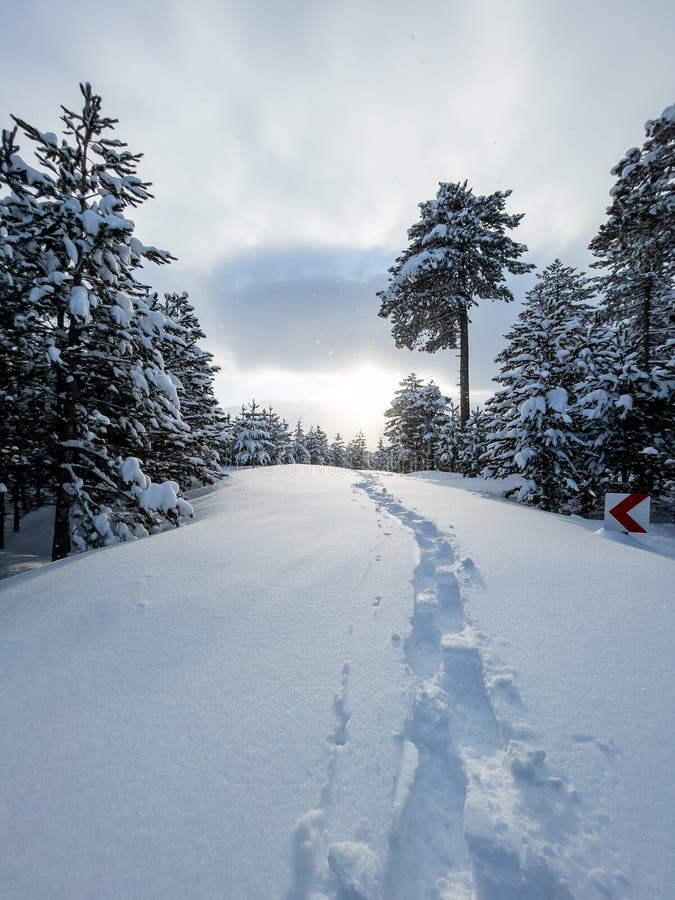Snow Levels and Views on Forest Road Stock Photo - Image of forests ...
