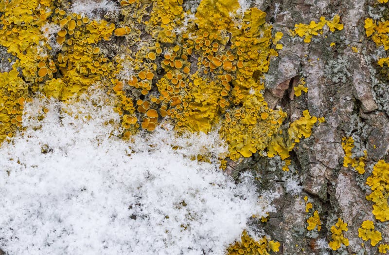 Snow and Lichen Covered Wood Shingles Stock Image - Image of snow ...