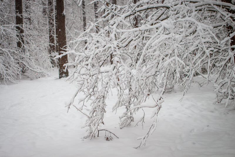 Snow Lies on the Branches of Trees after a Blizzard in Sunlight Stock ...